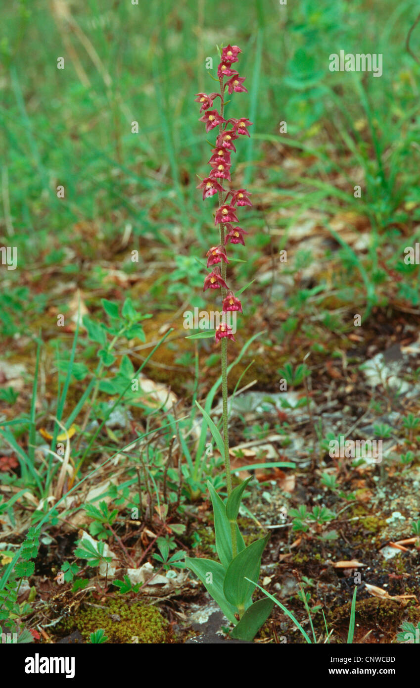 dark-red helleborine, royal helleborine (Epipactis atrorubens ...