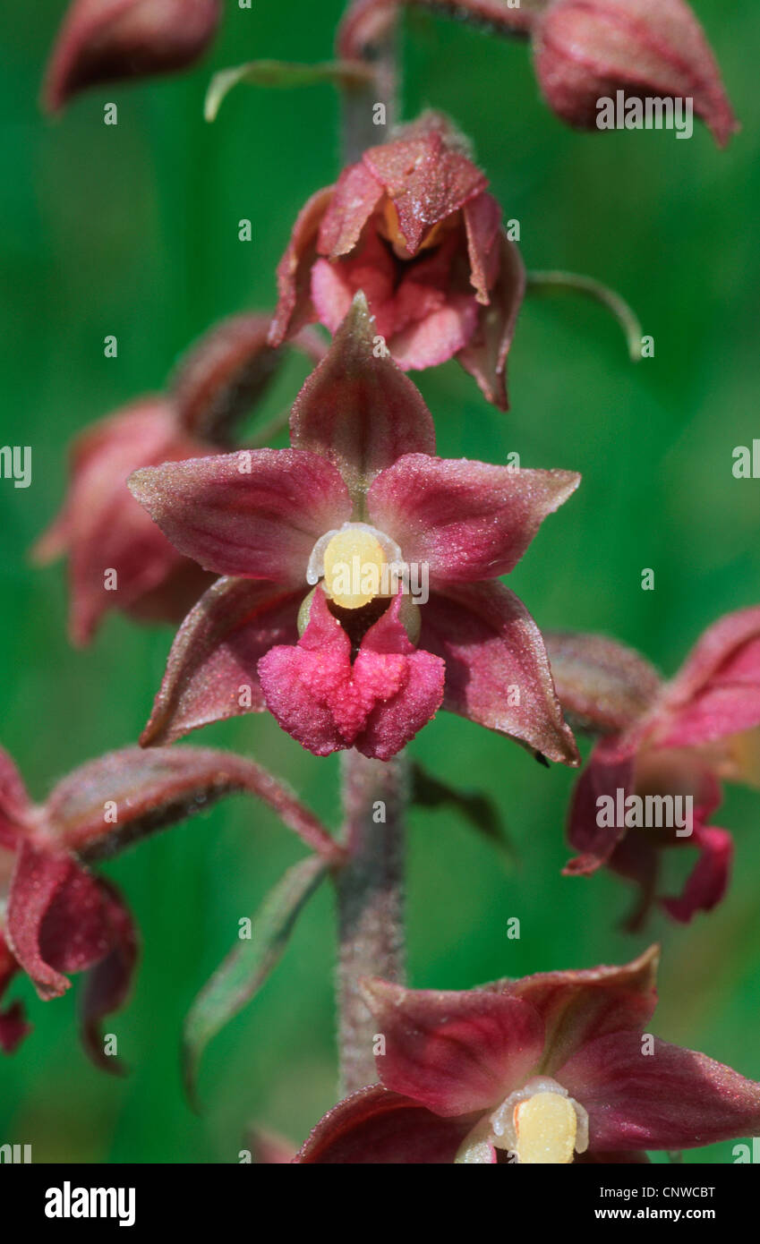 dark-red helleborine, royal helleborine (Epipactis atrorubens), flower ...