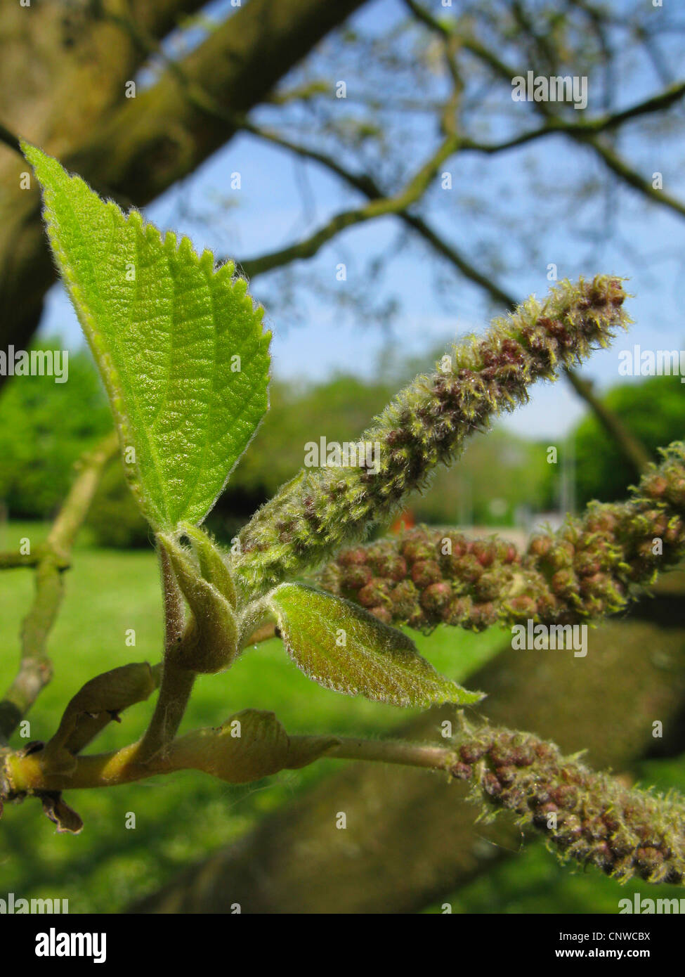paper mulberry (Broussonetia papyrifera), male inflorescences Stock ...