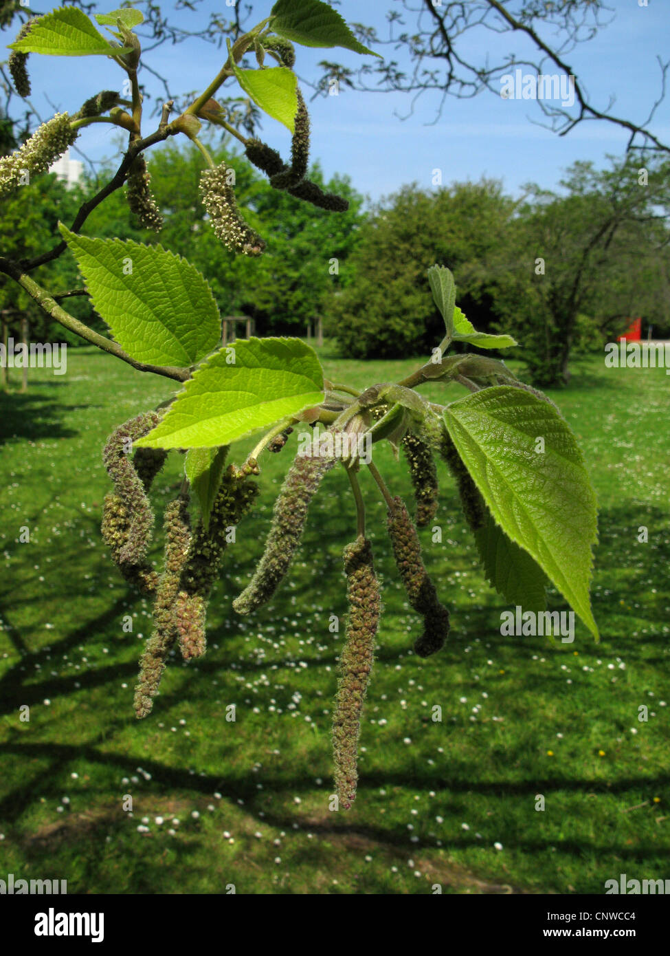 Mulberry tree flower hi-res stock photography and images - Alamy