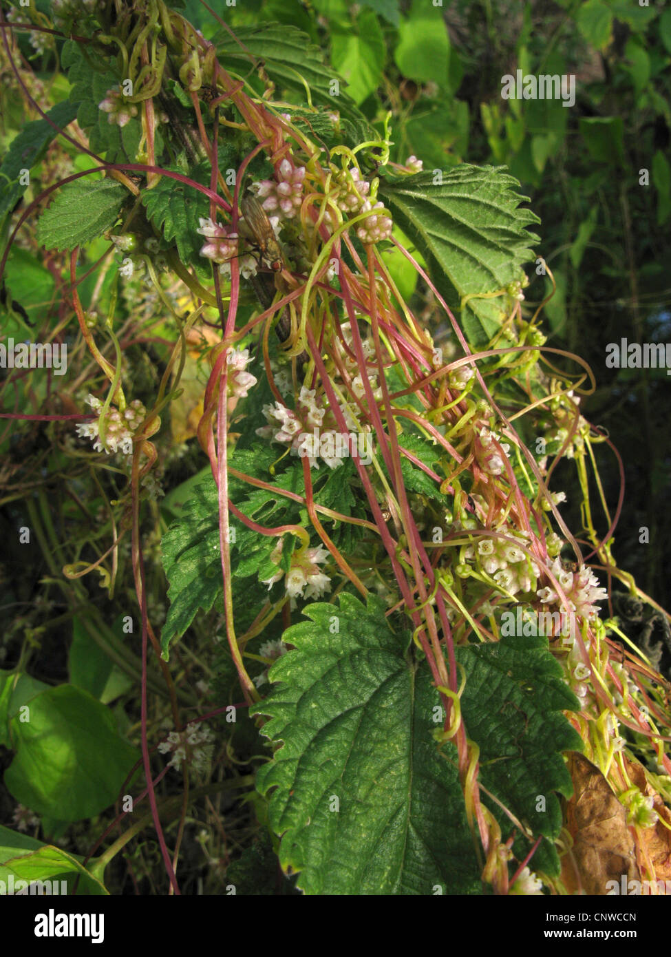 greater dodder (Cuscuta europaea), parasiting on stinging nettle ...