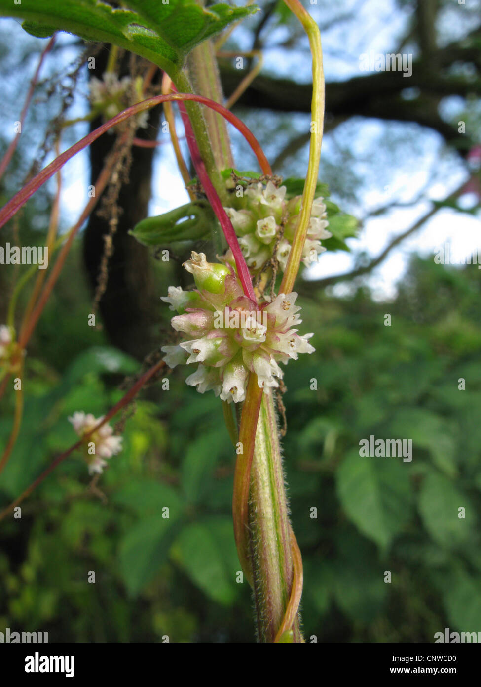 greater dodder (Cuscuta europaea), parasiting on stinging nettle ...