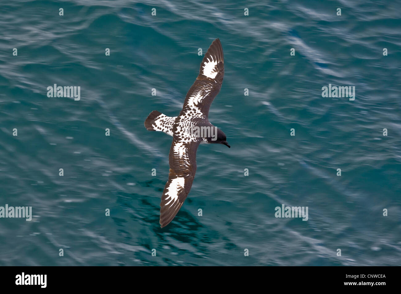 Southern giant petrel, giant petrel (Macronectes giganteus), flying ...
