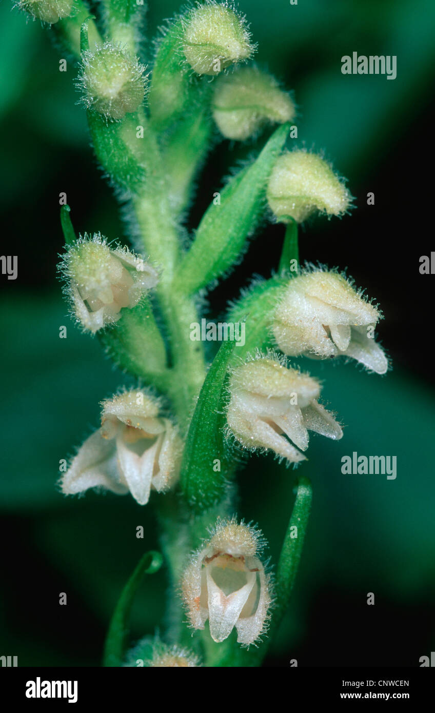 creeping lady's-tresses, dwarf rattlesnake-plantain (Goodyera repens ...