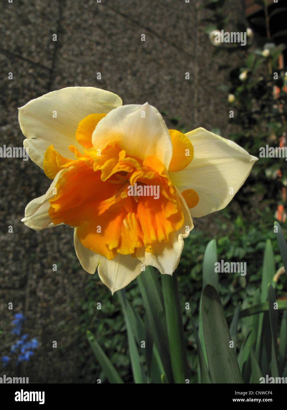 daffodil (Narcissus 'Orangerie', Narcissus Orangerie), Split-corona ...