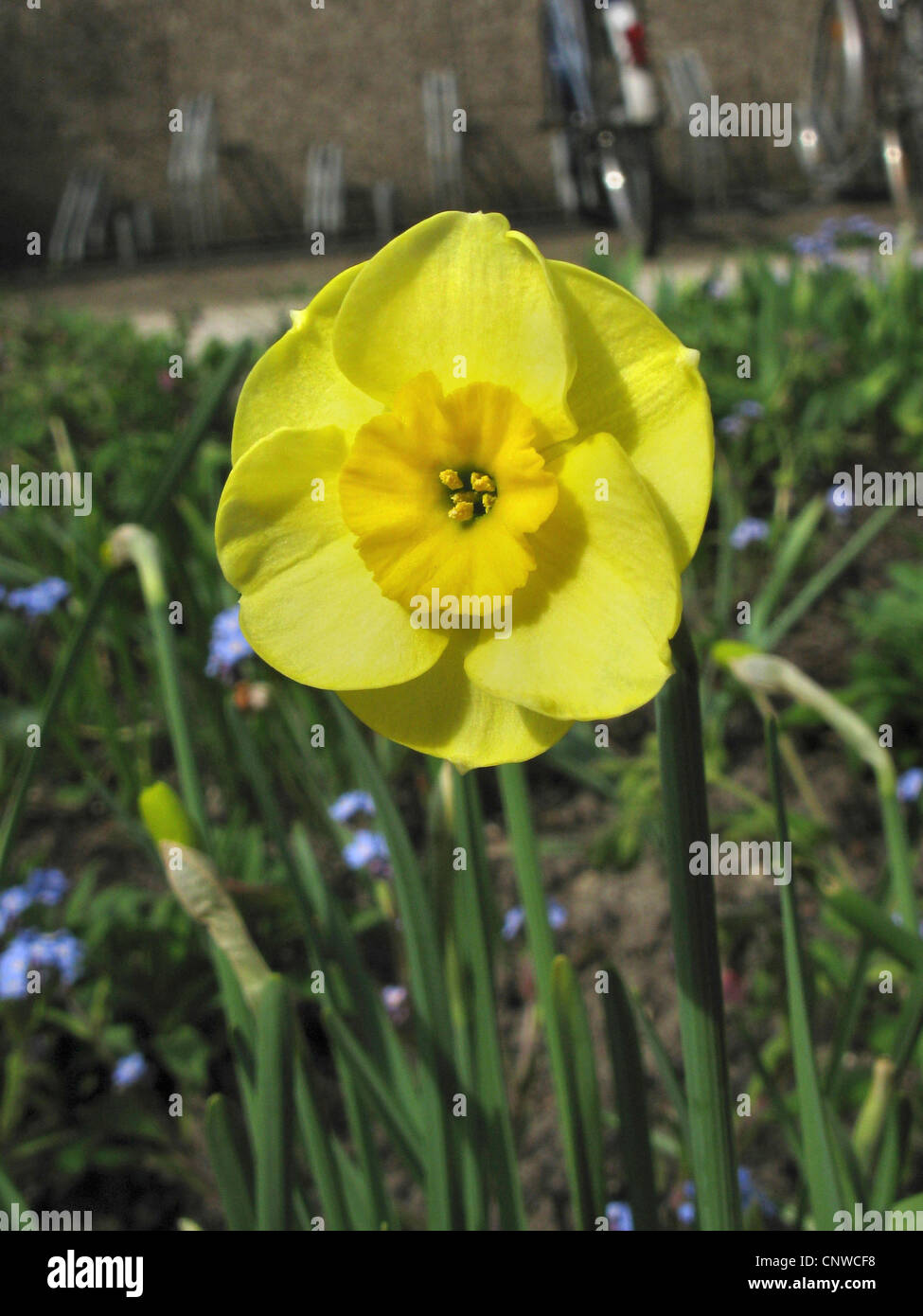 daffodil (Narcissus 'Sun Disk', Narcissus Sun Disk), Jonquilla Stock ...