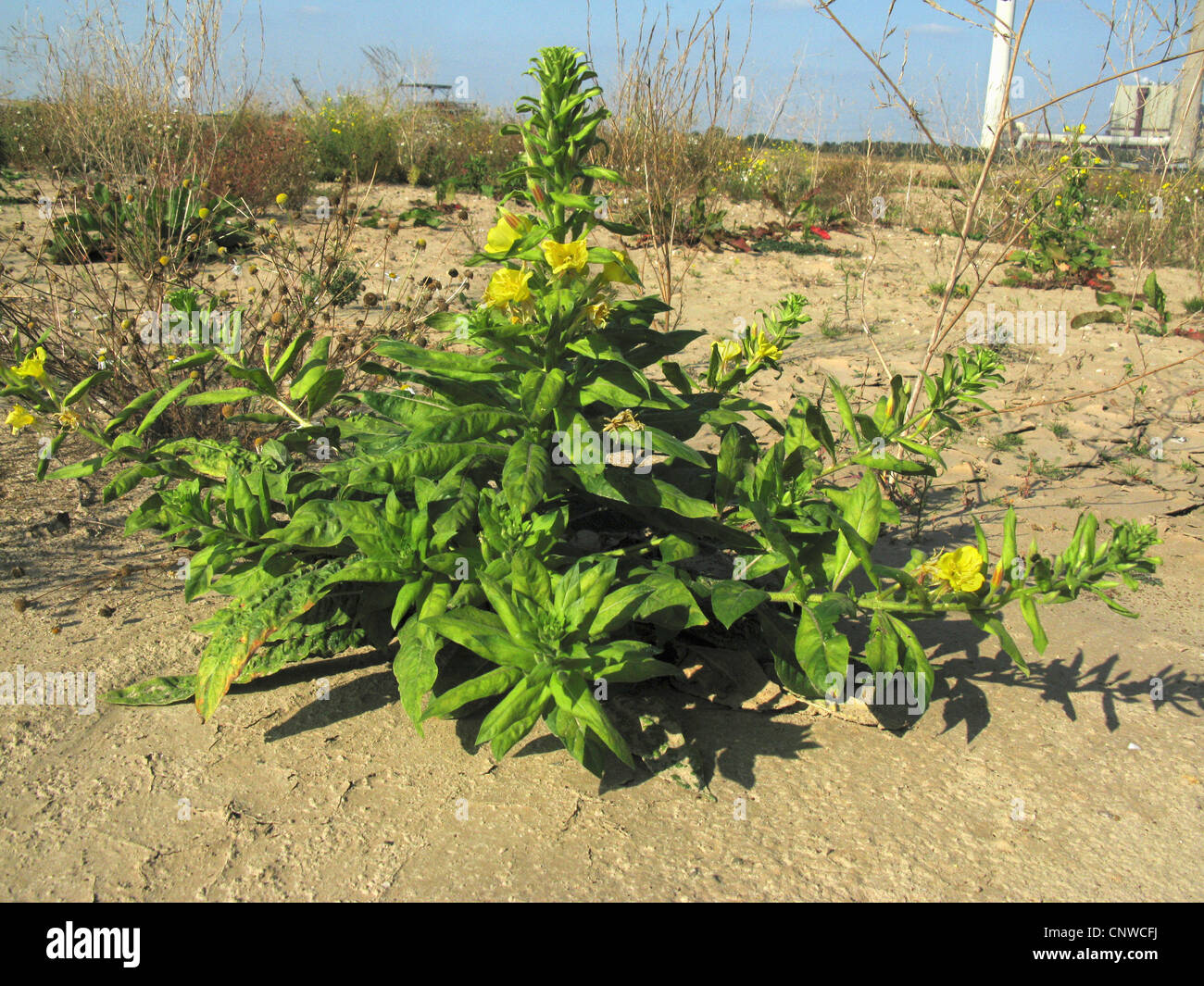Large-Flowered Evening, Red-Sepaled Evening-Primrose, Large-Leaved ...