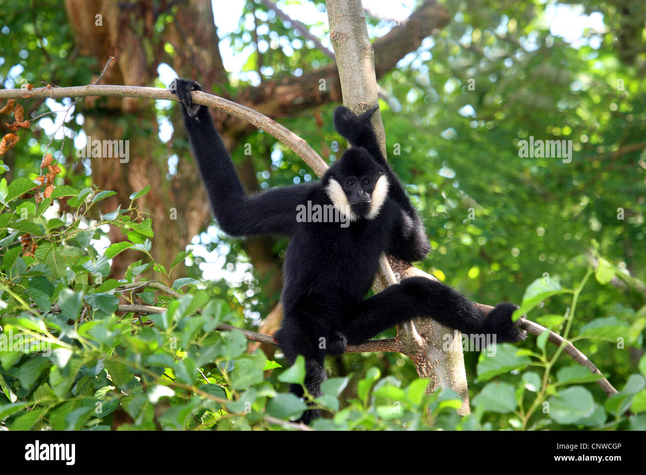 Northern White-cheeked Gibbon (Nomascus leucogenys), male climbing on a ...