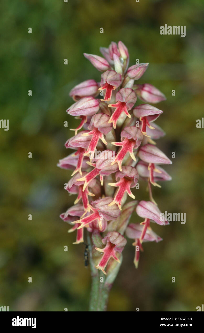 Neotinea maculata hi-res stock photography and images - Alamy