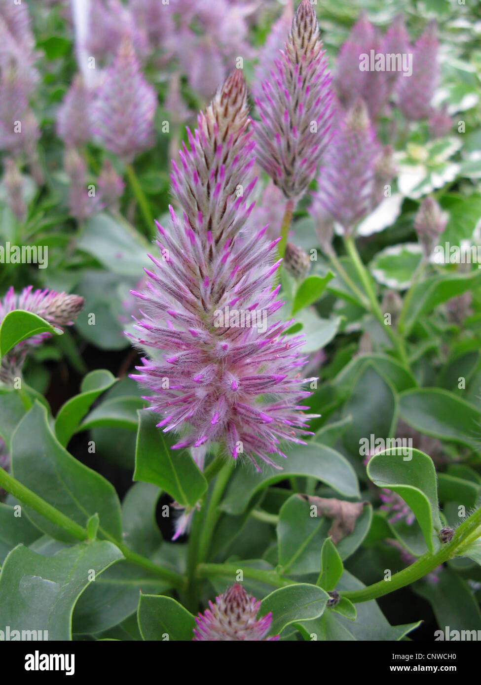 Mulla Mulla High Resolution Stock Photography and Images - Alamy