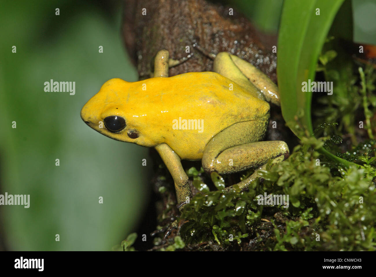 golden poison frog (Phyllobates terribilis), sitting on a branch Stock ...