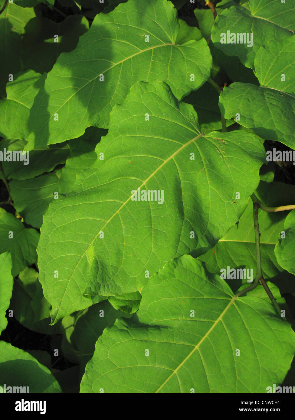 Hybrid Knodweed, Bohemian Knotweed (Fallopia x bohemica, Fallopia ...