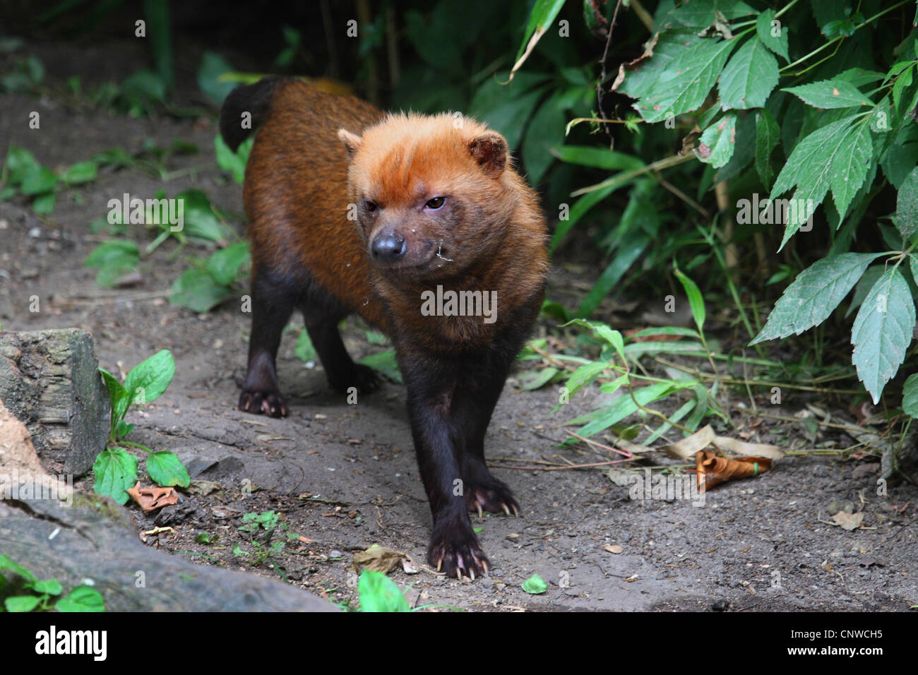 bush dog (Speothos venaticus), in a froest Stock Photo - Alamy