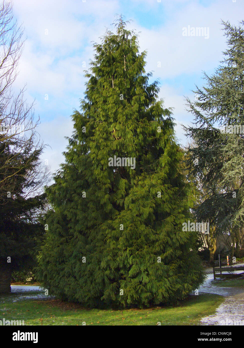 red cedar (Thuja plicata), single tree Stock Photo - Alamy