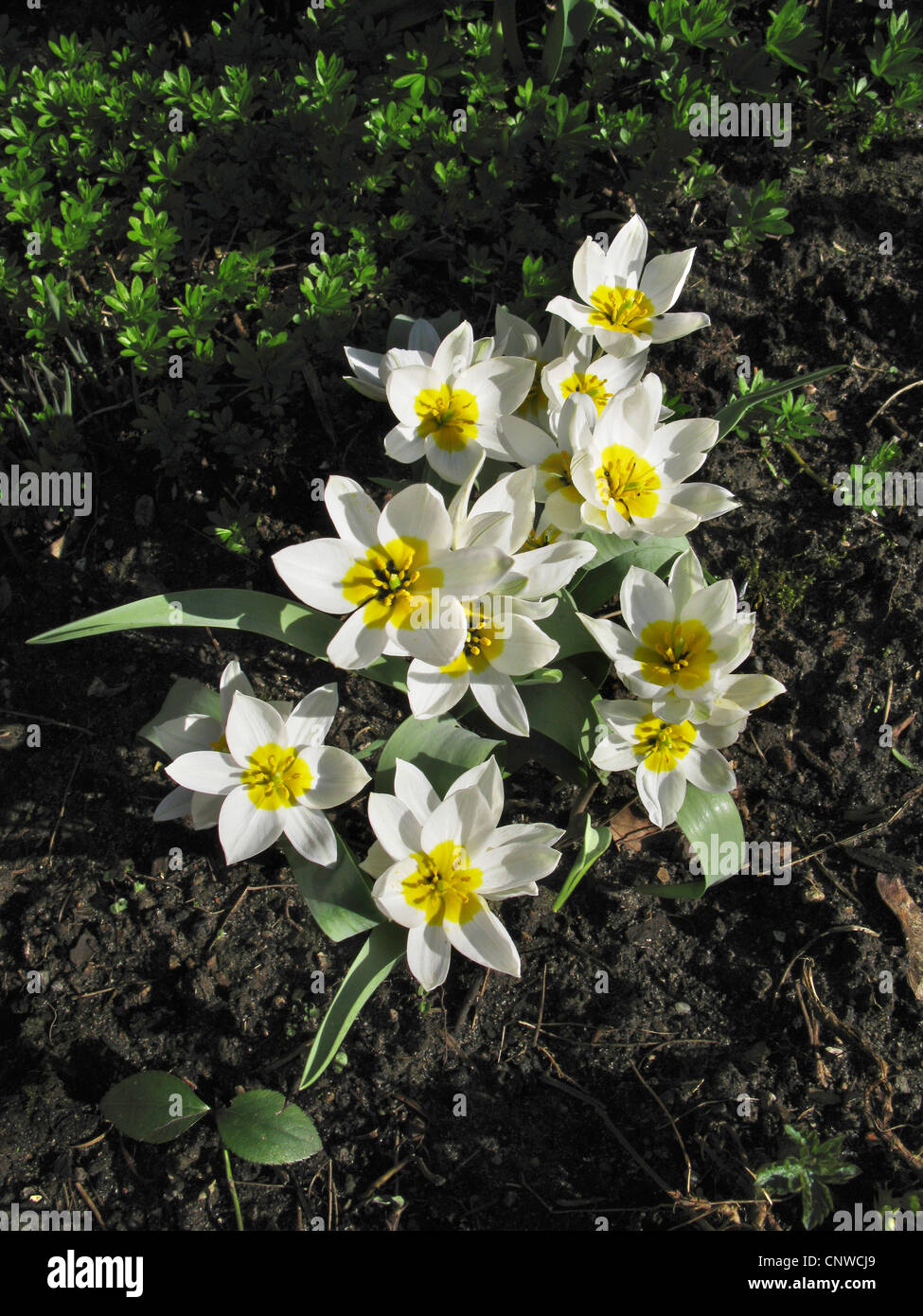 Tulipa polychroma (Tulipa polychroma), blooming Stock Photo - Alamy