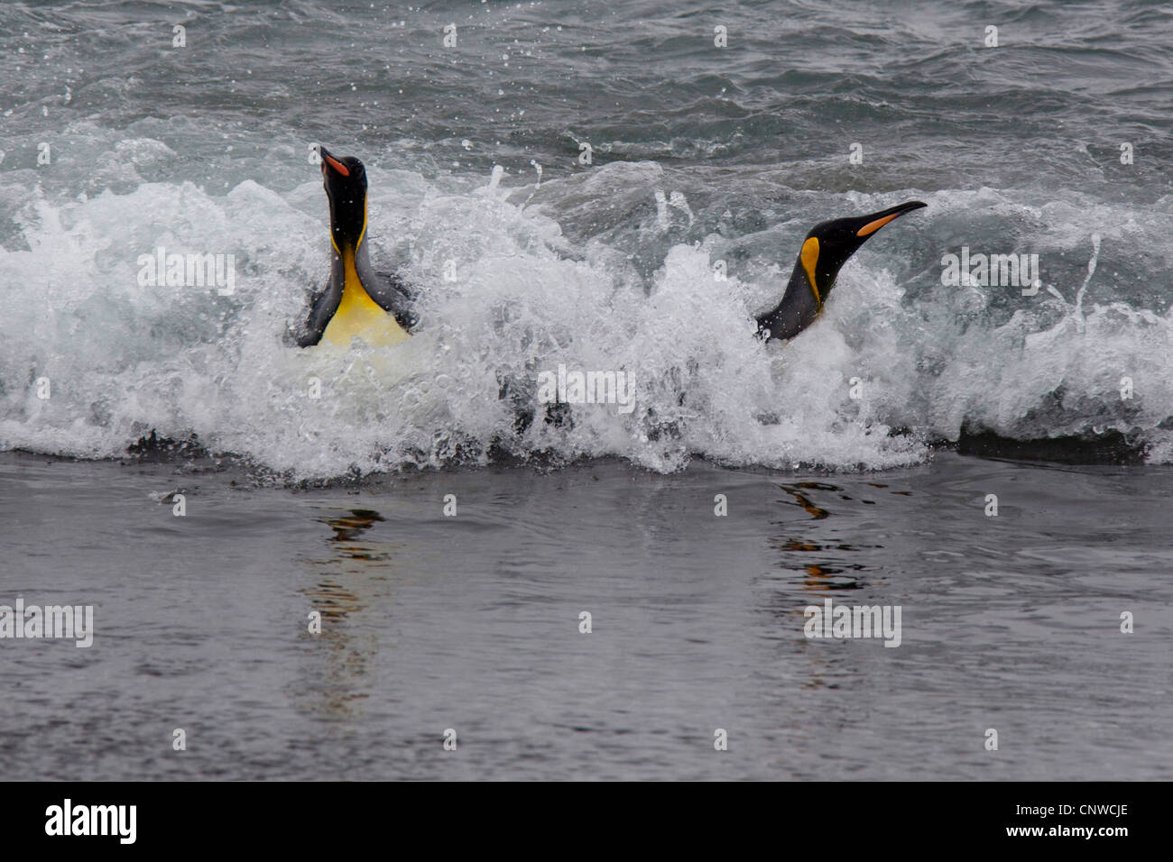 King penguin swimming hi-res stock photography and images - Alamy