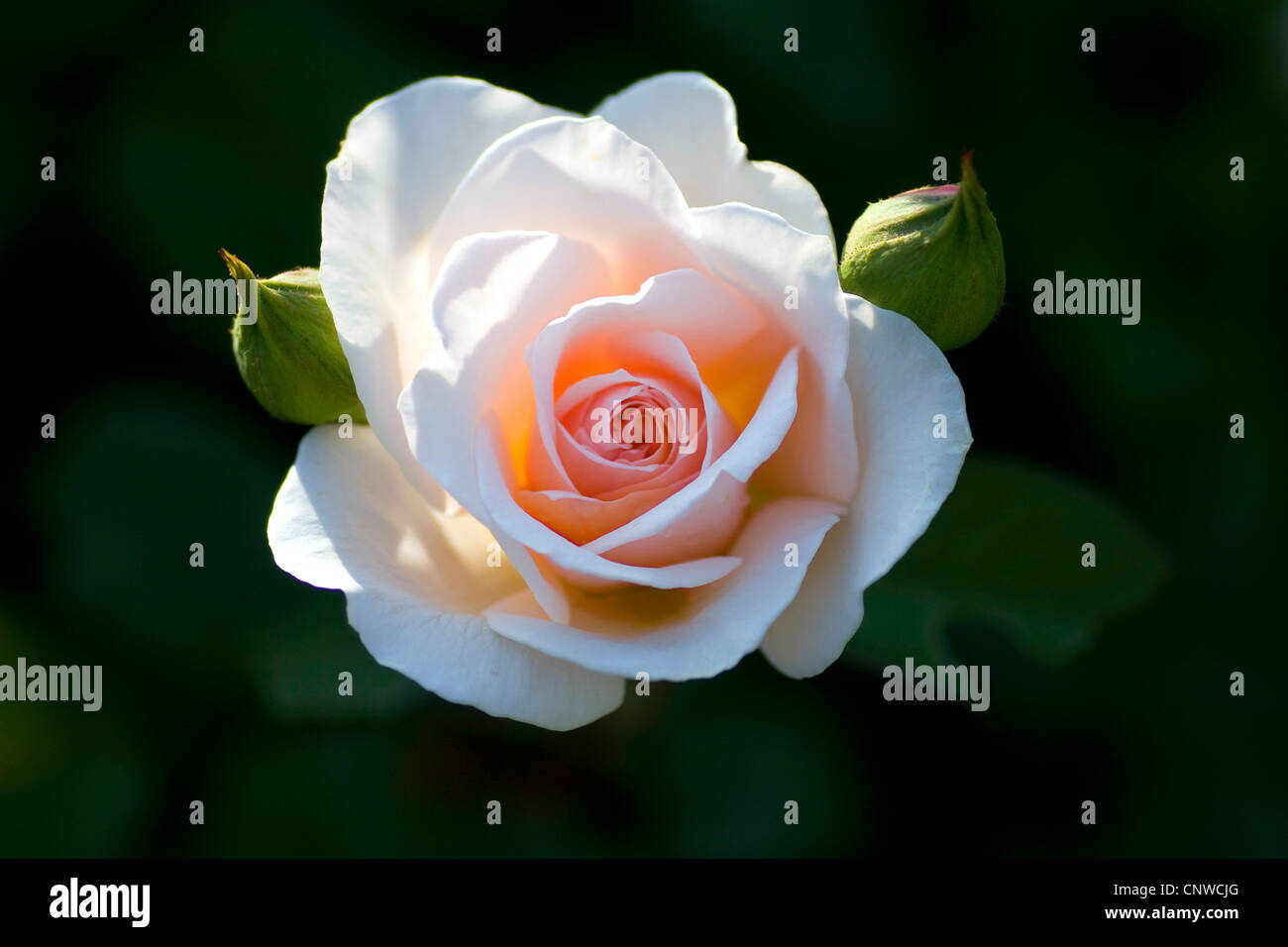 ornamental rose (Rosa 'The Friar', Rosa The Friar), cultivar The Friar ...