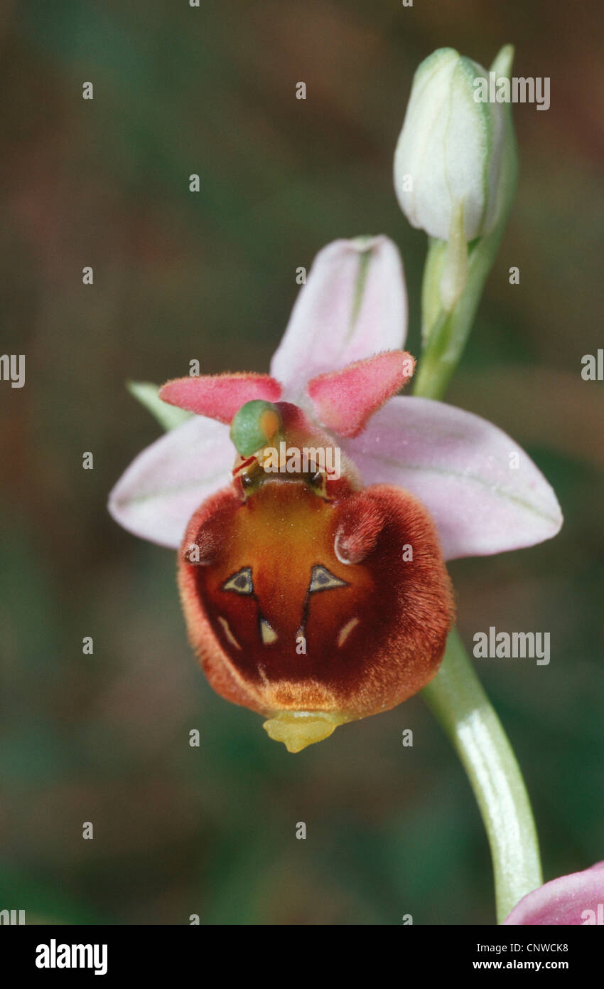 Andrina hi-res stock photography and images - Alamy