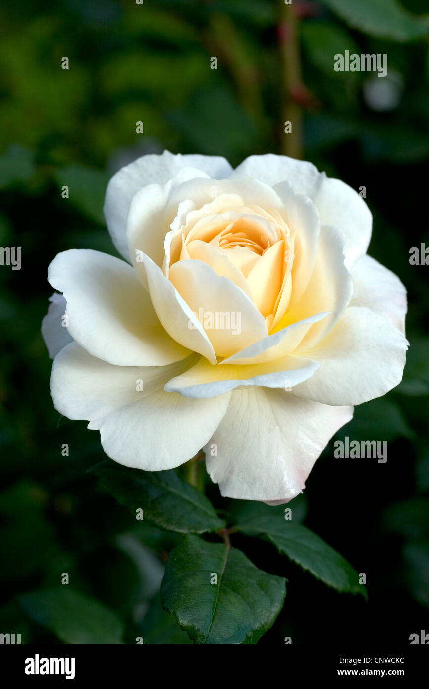 ornamental rose (Rosa 'Crocus Rose'. Rosa Crocus Rose), cultivar Crocus ...