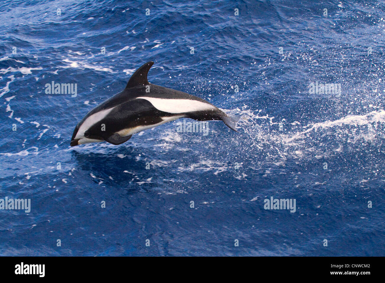 hourglass dolphin, southern white-sided dolphin (Lagenorhynchus ...
