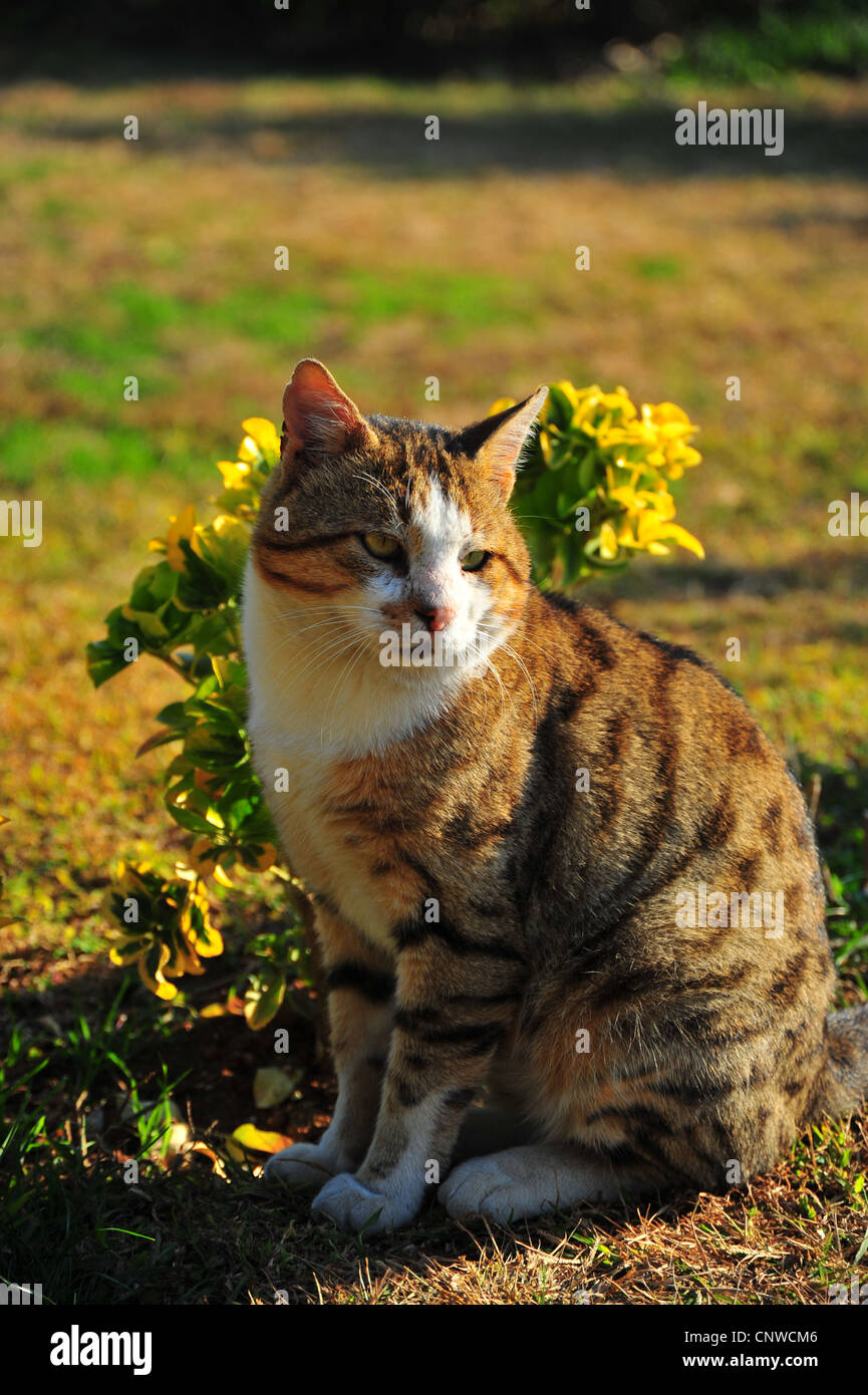 Photograph of Cat in bright sunshine Stock Photo - Alamy