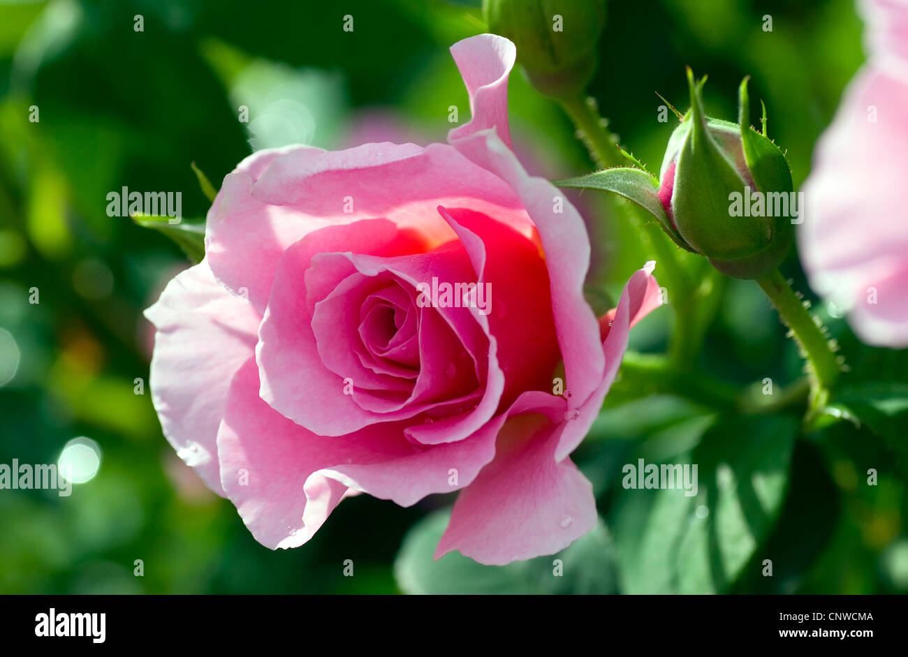 ornamental rose (Rosa 'Portmeirion', Rosa Portmeirion), cultivar ...