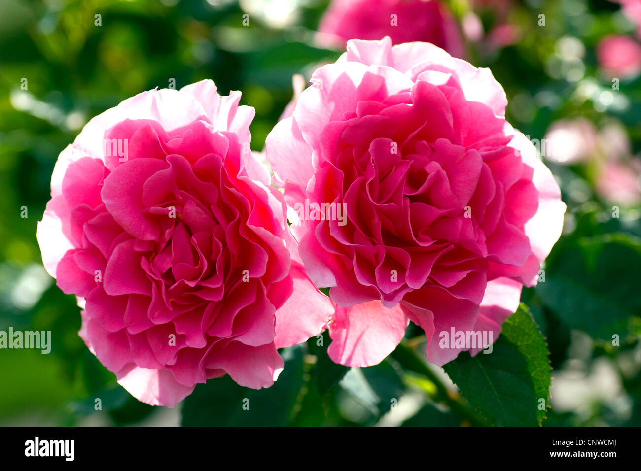 ornamental rose (Rosa 'Portmeirion', Rosa Portmeirion), cultivar ...