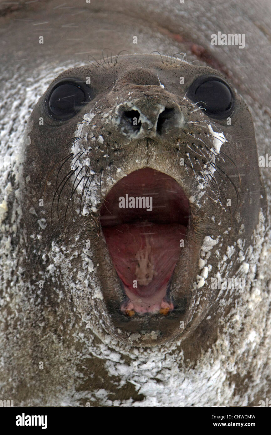 southern elephant seal (Mirounga leonina), female yelling, Antarctica ...