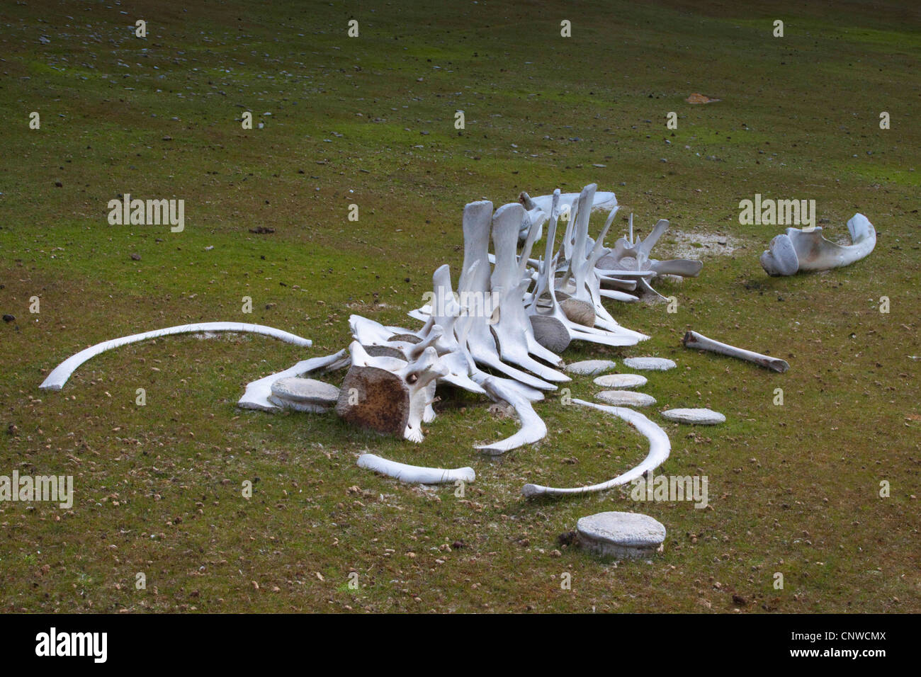 Whale skeleton on sounders island hi-res stock photography and images ...