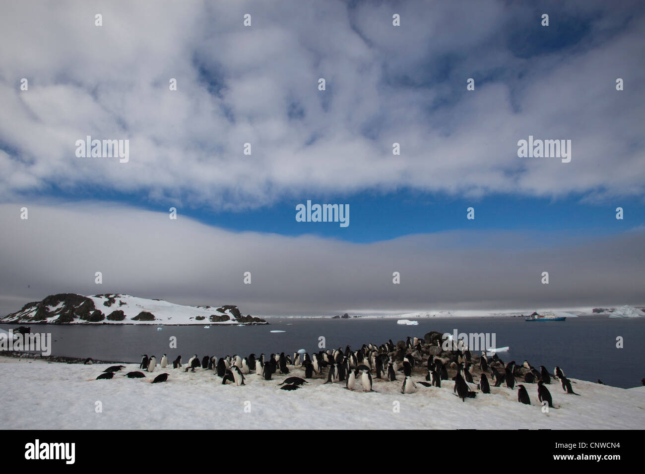 Bearded penguin hi-res stock photography and images - Alamy