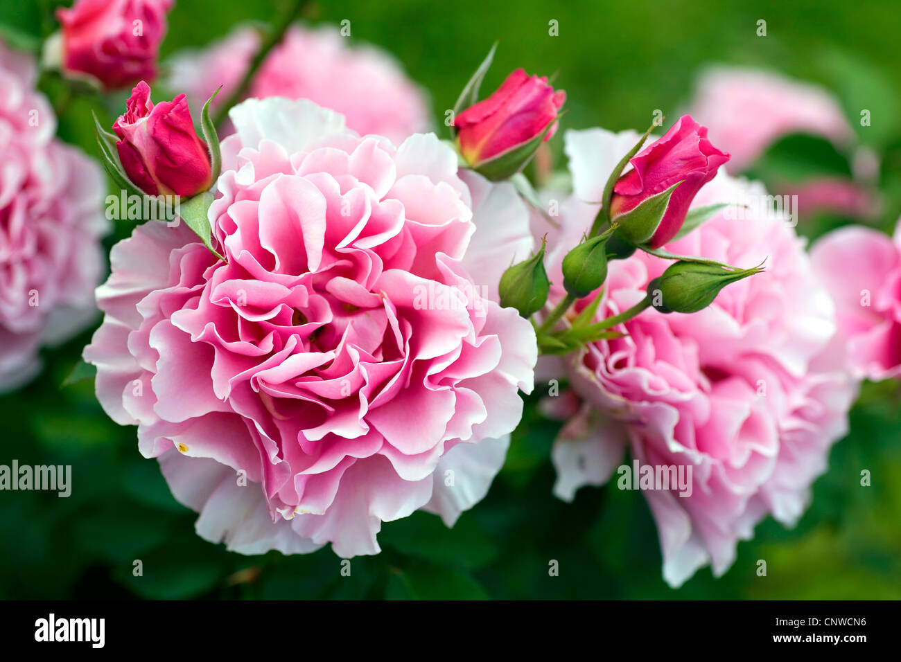 ornamental rose (Rosa 'Portmeirion', Rosa Portmeirion), cultivar ...