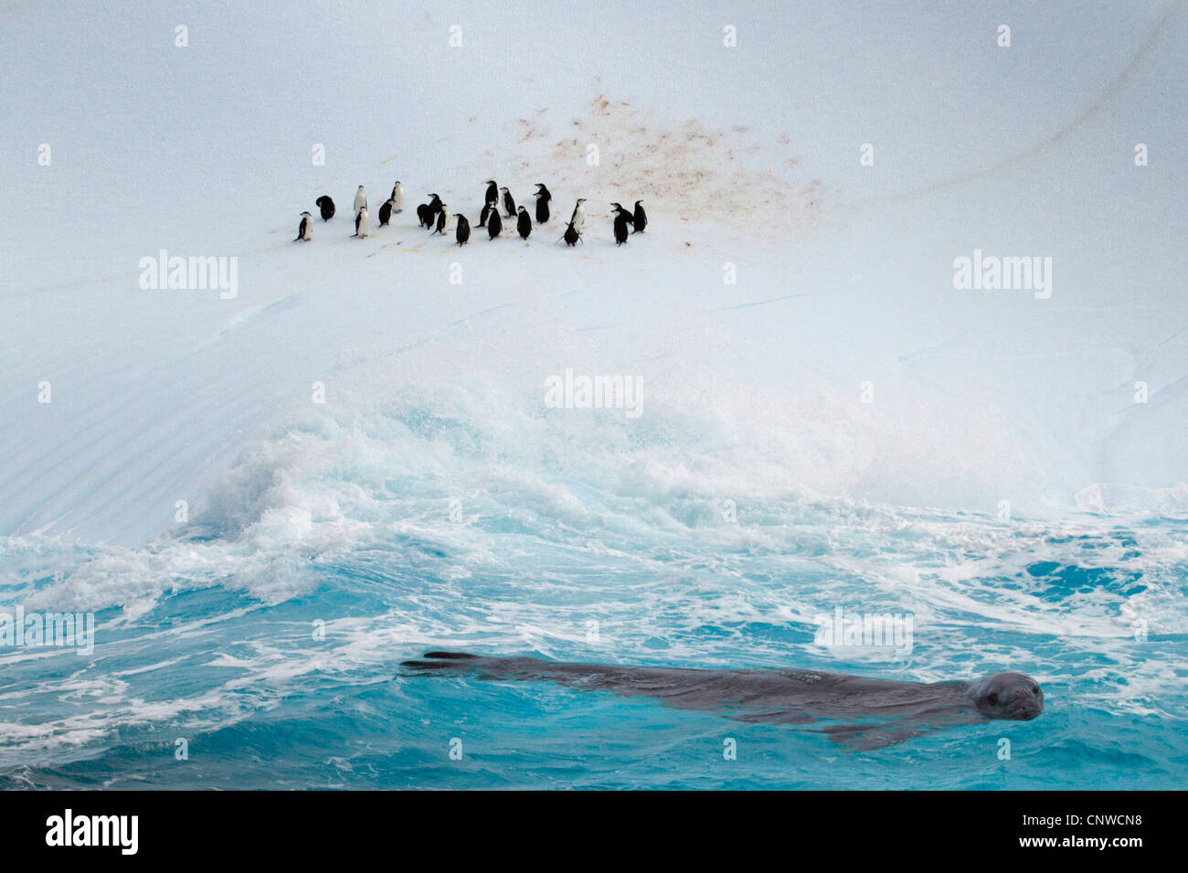 Bearded penguins on an iceberg with leopard seal hi-res stock ...