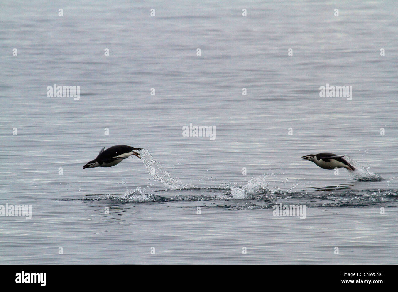 Bearded penguin hi-res stock photography and images - Alamy