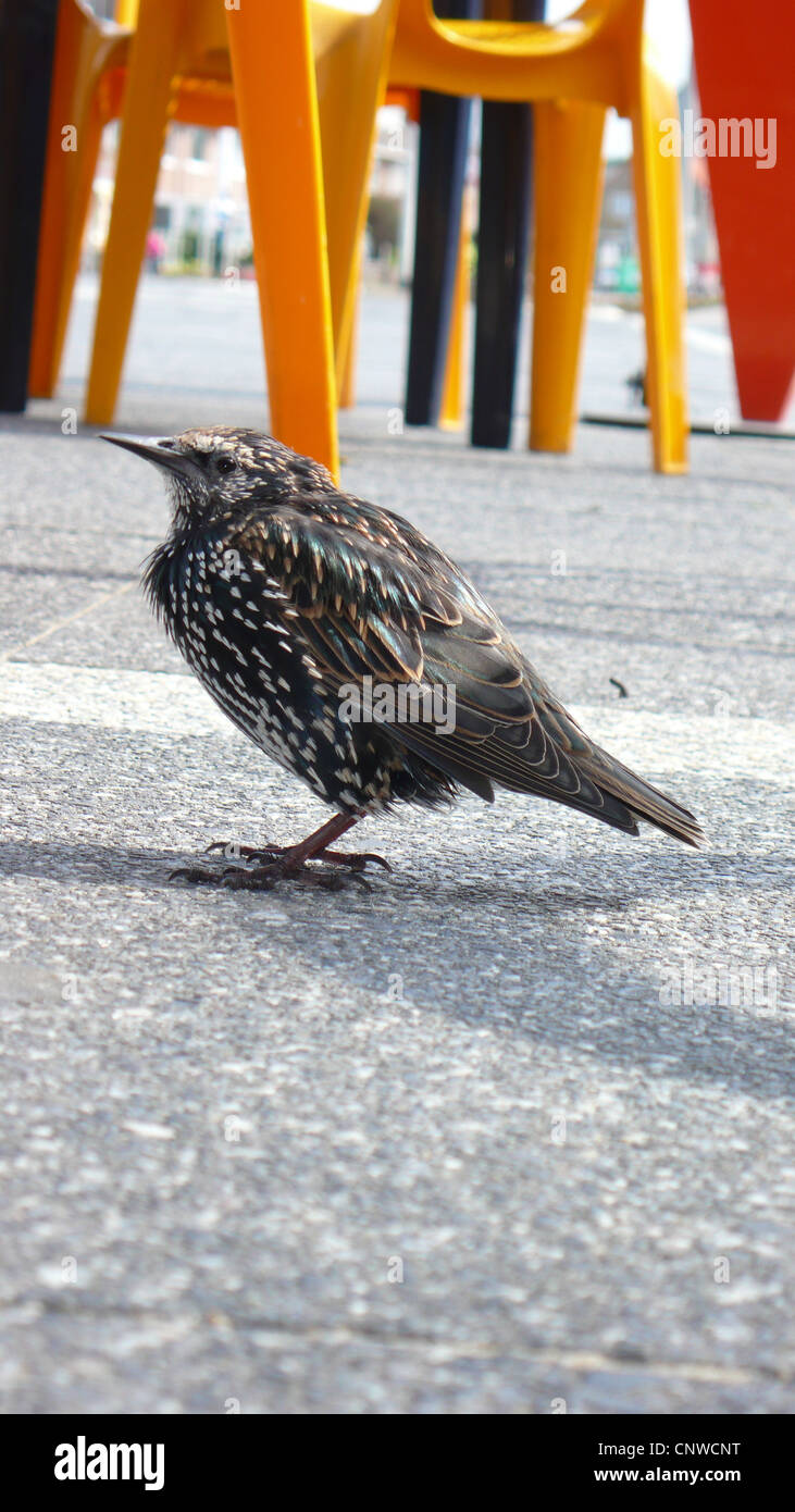 Begging chair hi-res stock photography and images - Alamy