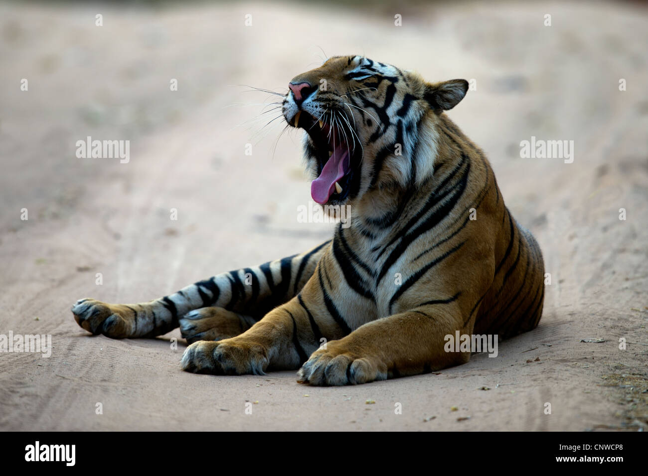 Female tiger roaring hi-res stock photography and images - Alamy