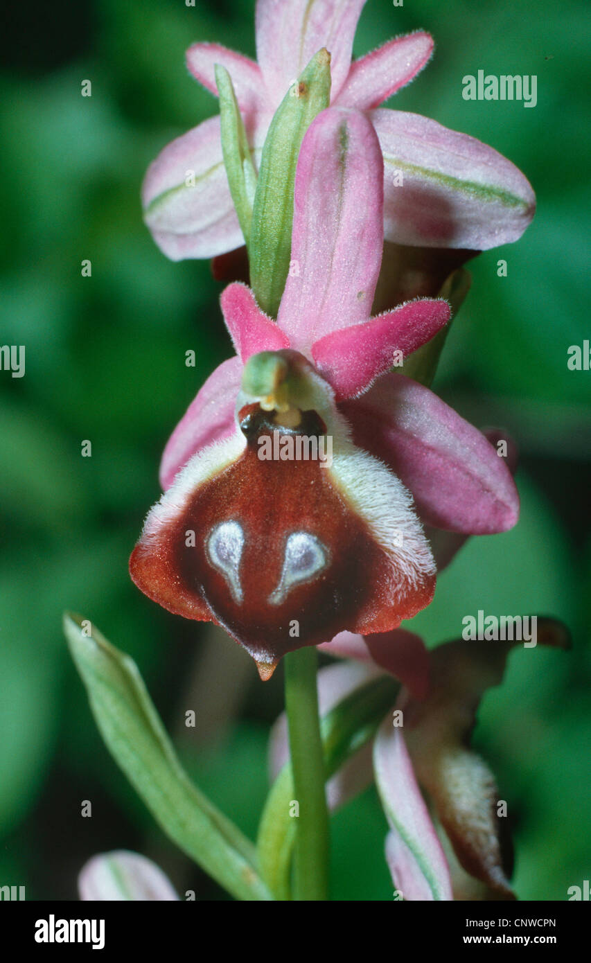 Argolis hi-res stock photography and images - Alamy