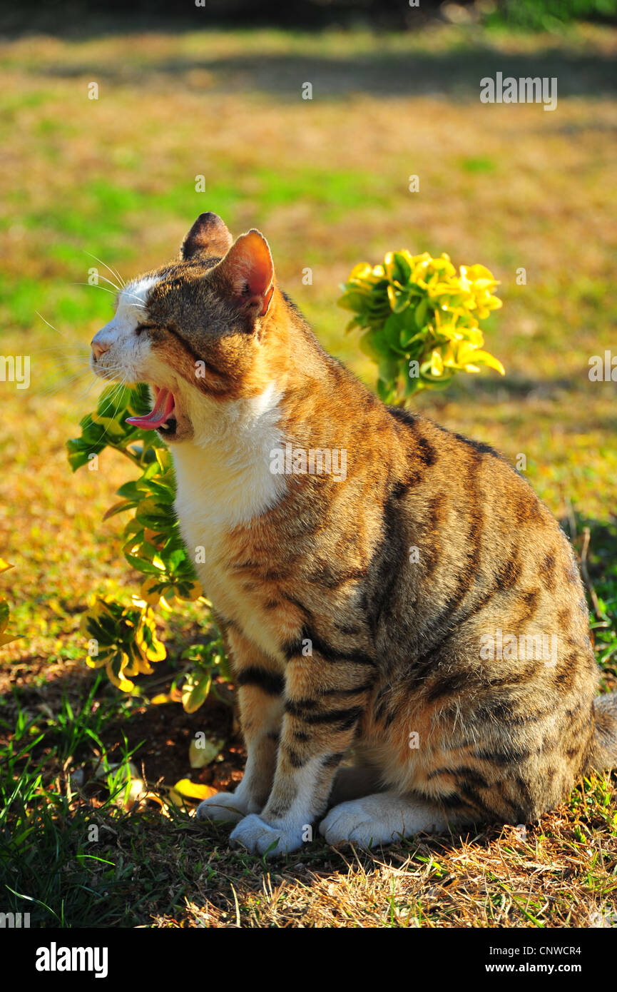 Photograph of Cat in bright sunshine Stock Photo - Alamy