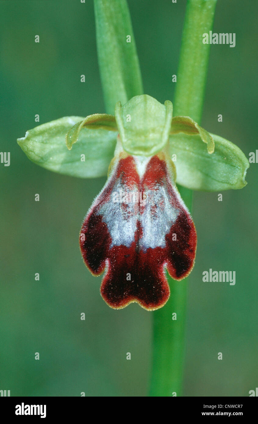 orchid (Ophrys attaviria), flower, Greece, Rhodes Stock Photo - Alamy