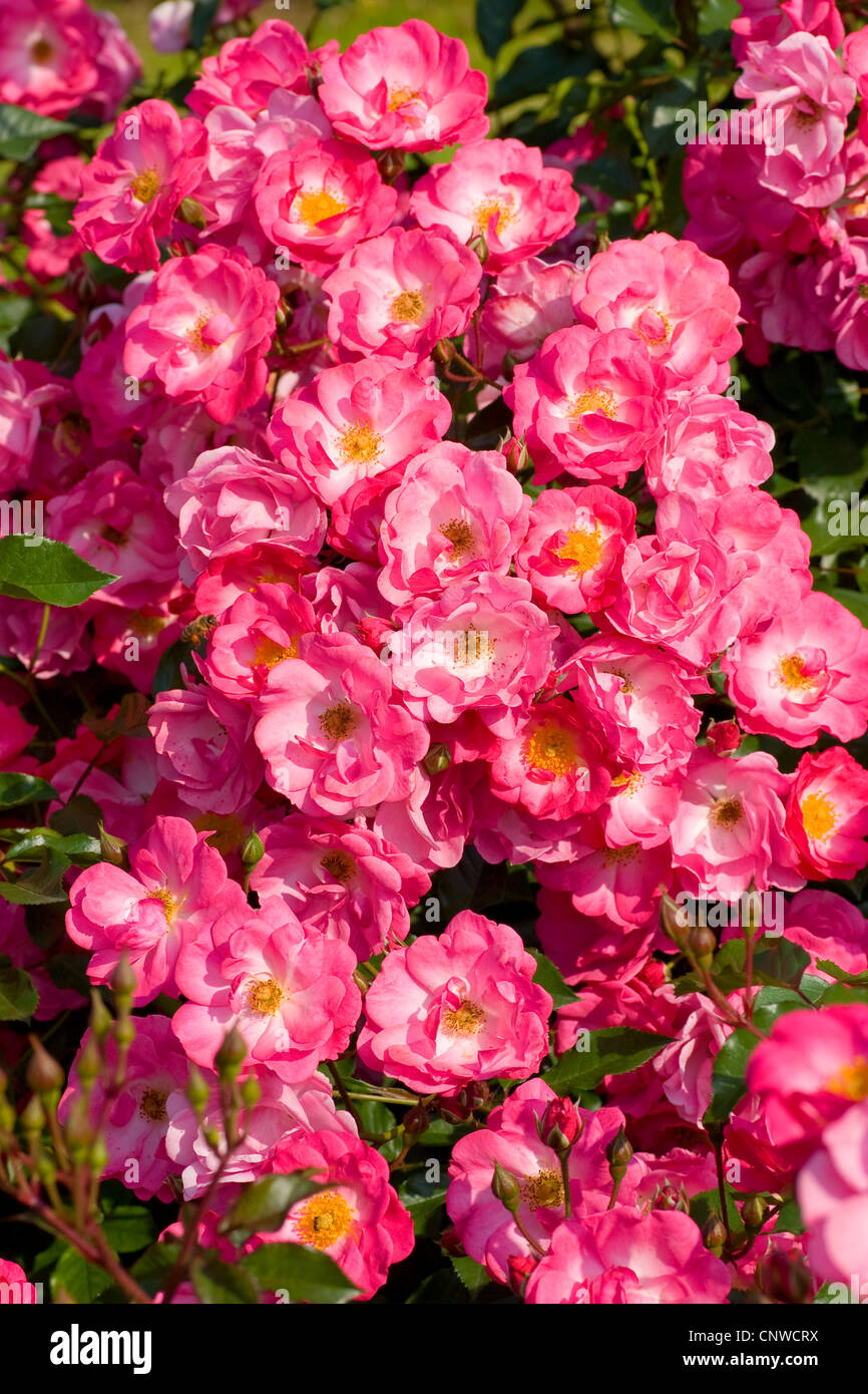 ornamental rose (Rosa 'Candy', Rosa Candy), cultivar Candy Stock Photo ...
