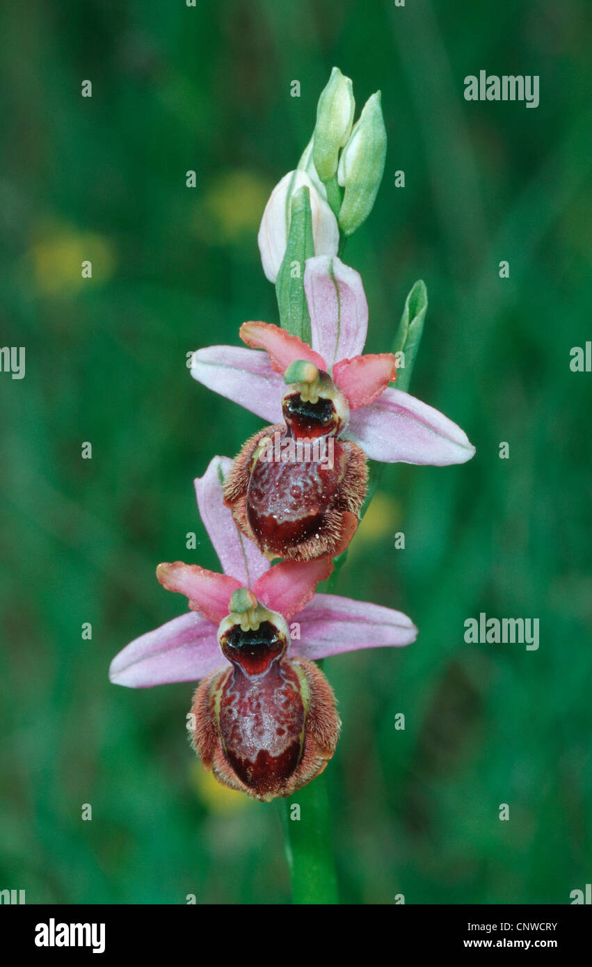 Ophrys aveyronensis flower hi-res stock photography and images - Alamy