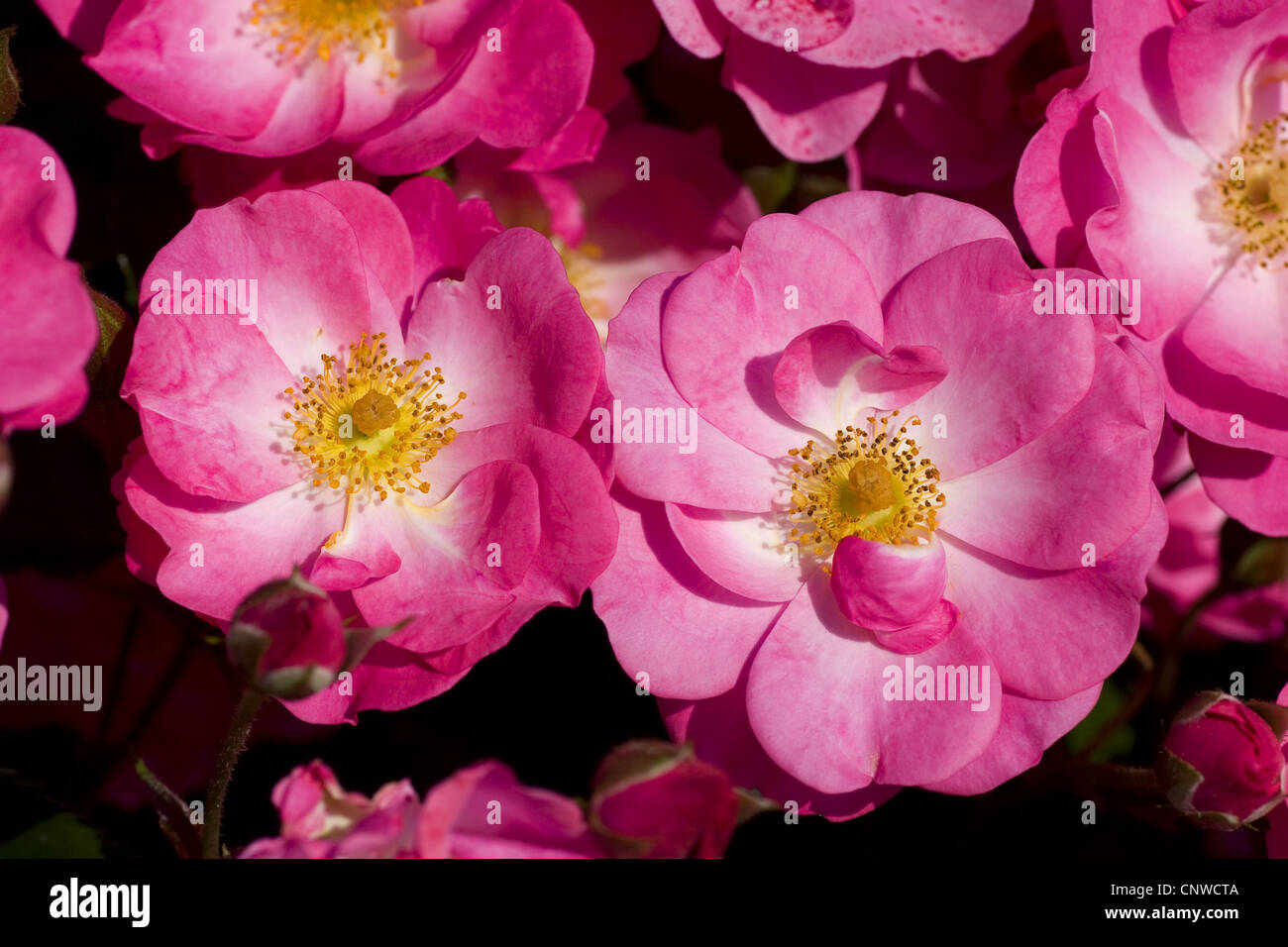 ornamental rose (Rosa 'Fair Play', Rosa Fair Play), cultivar Fair Play ...