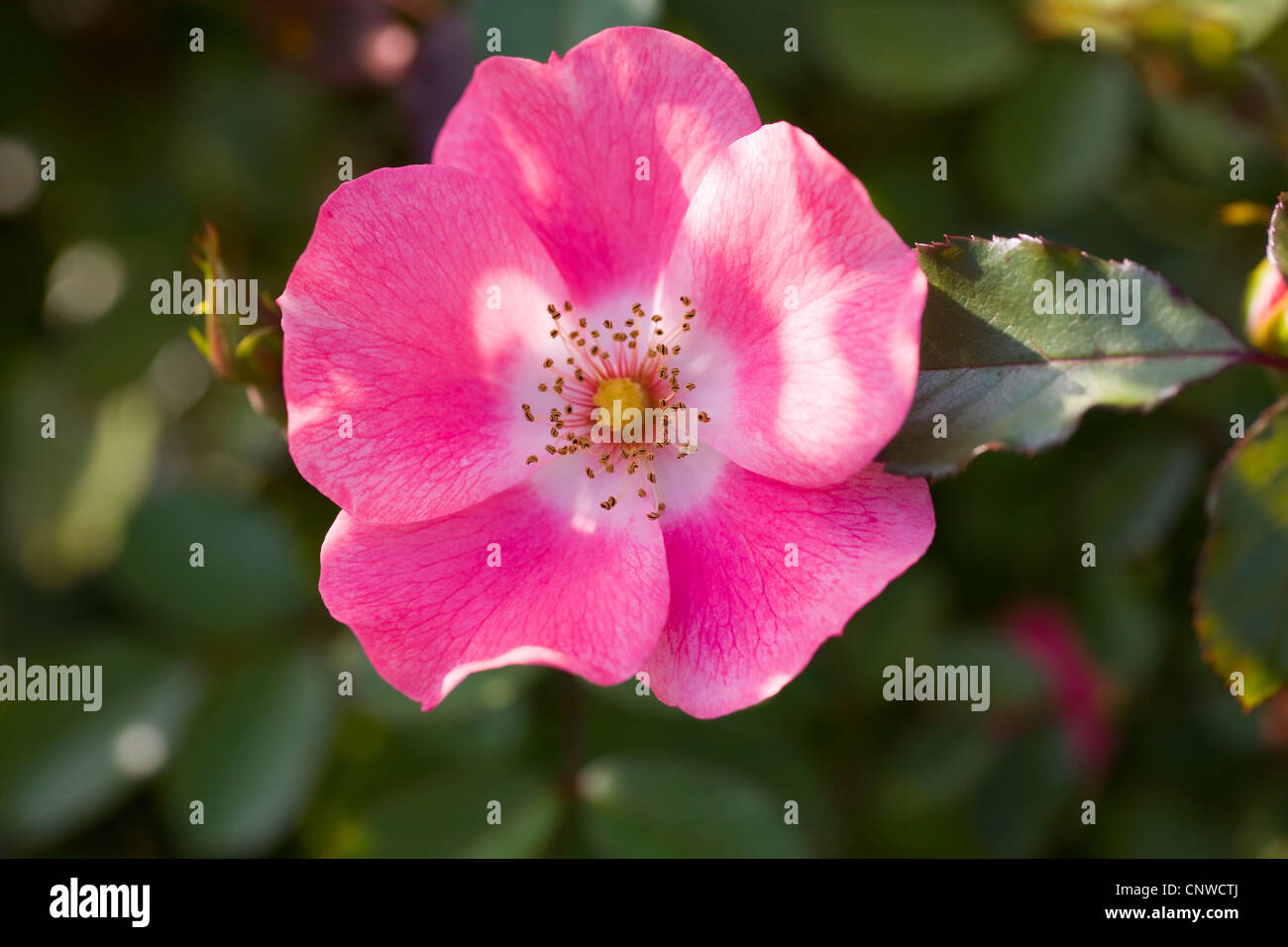 ornamental rose (Rosa Pink Meilland', Rosa Pink Meilland), cultivar ...