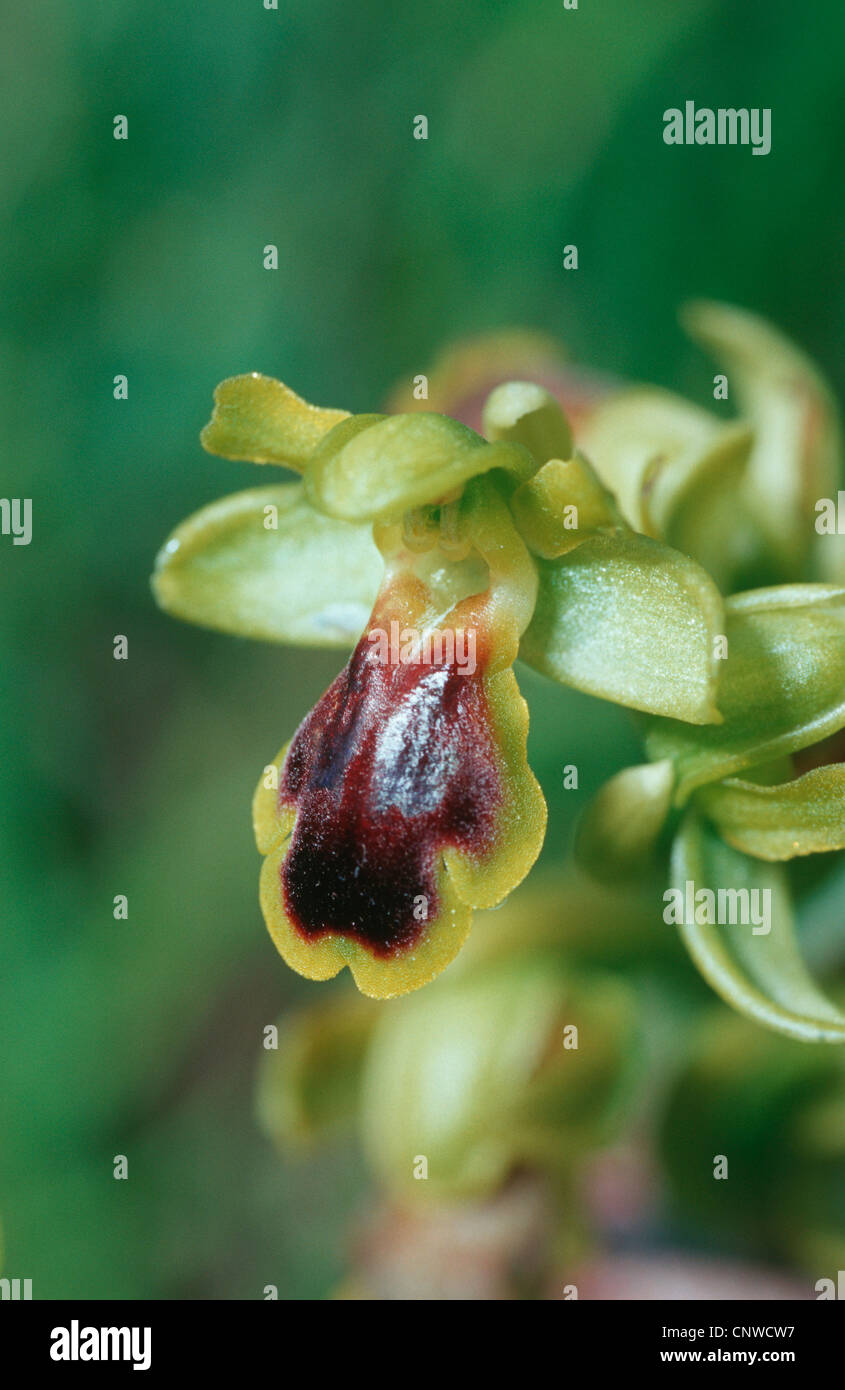 Rhodes wild orchids hi-res stock photography and images - Alamy