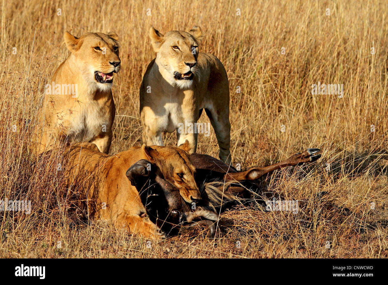Leo The Lion King Lioness Hunt