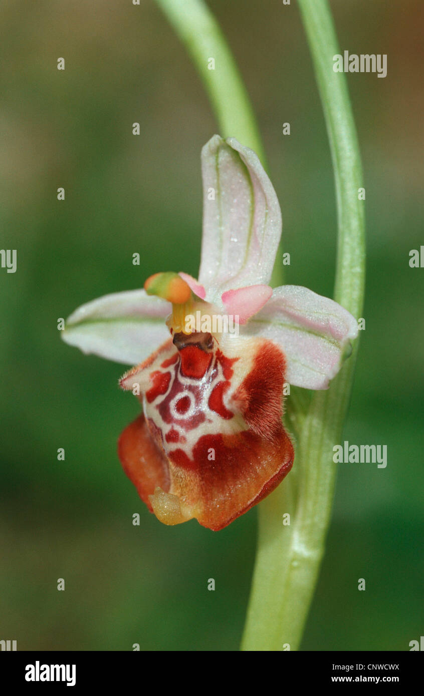 orchid (Ophrys calliantha), flower, Italy, Sicilia Stock Photo - Alamy