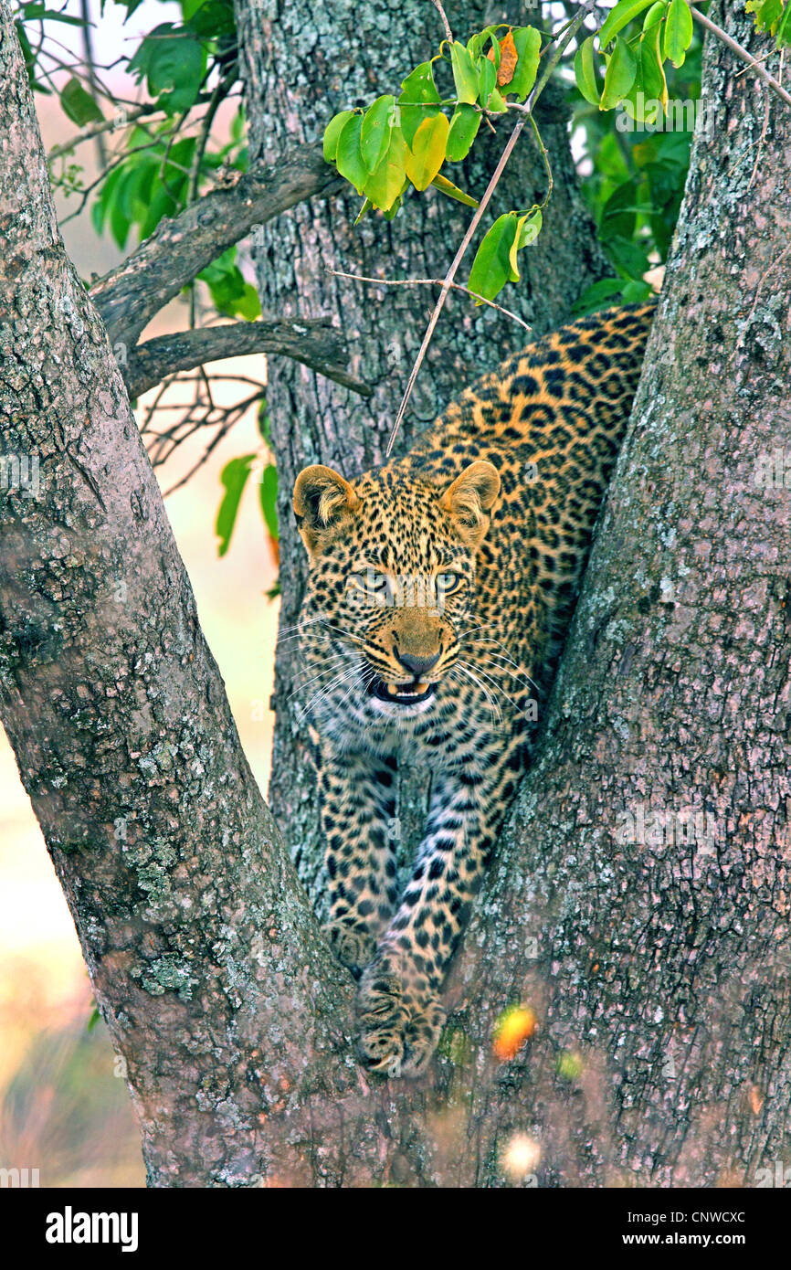 African leopard panthera pardus snarling hi-res stock photography and ...