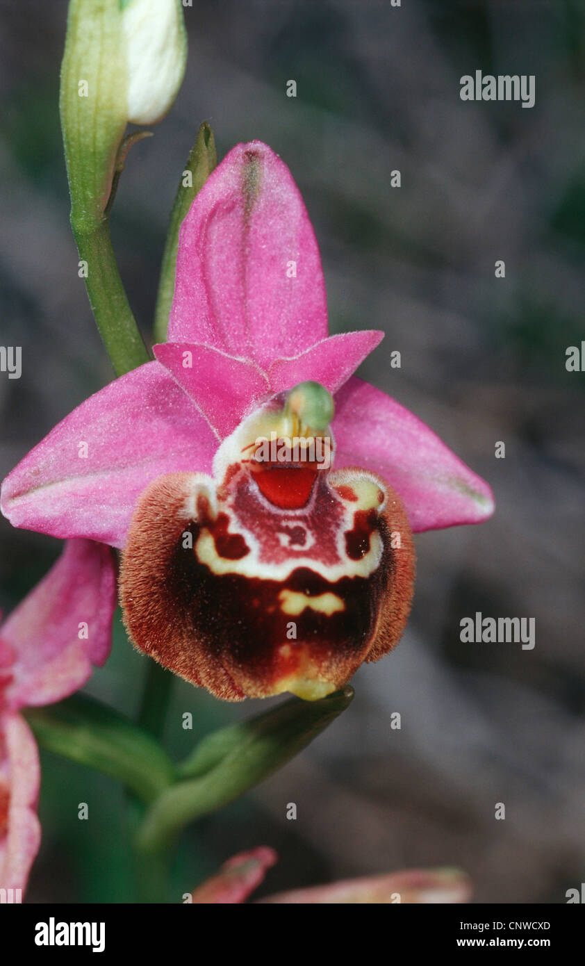 orchid (Ophrys calypsus), flower, Greece, Rhodes Stock Photo - Alamy