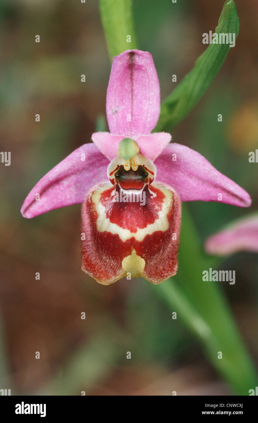 Candid ophrys (Ophrys candica), flower, Creta, Rhodes Stock Photo - Alamy