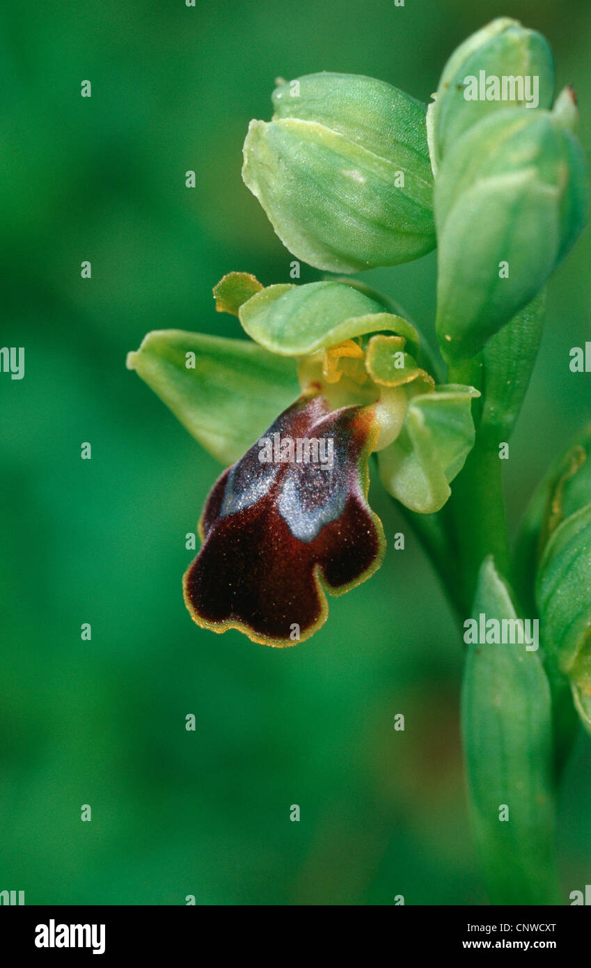 orchid (Ophrys cinereophila), flower, Cyprus Stock Photo - Alamy