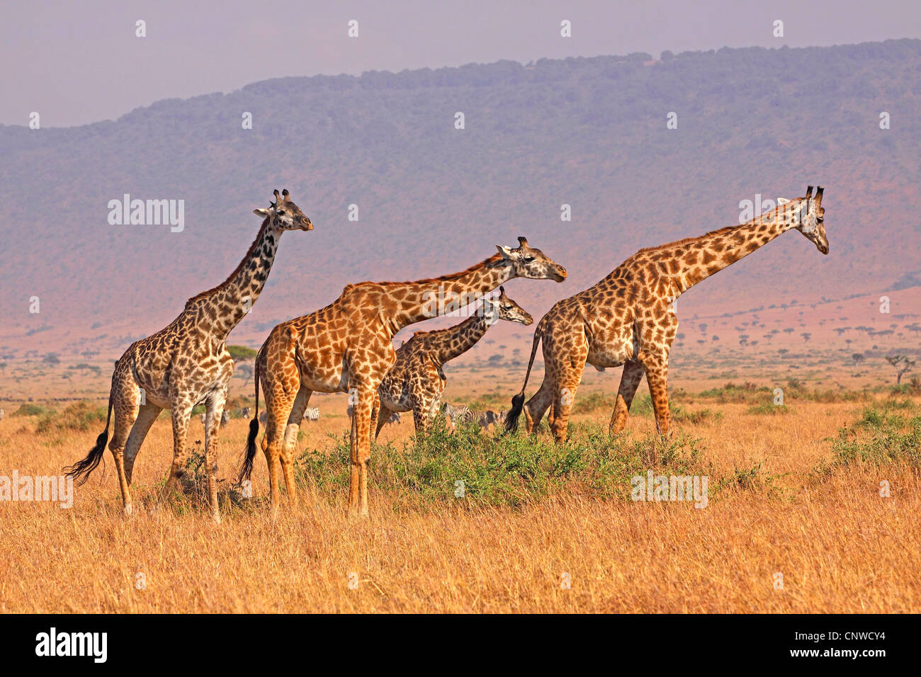 Masai giraffe (Giraffa camelopardalis tippelskirchi), group in savanna ...